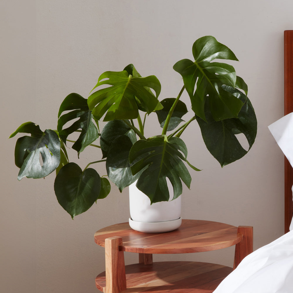 Medium Plants – Public Goods